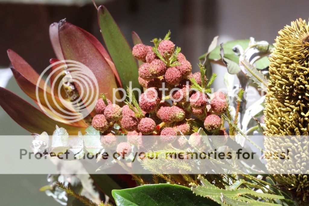 Some Native Flora and Fauna | Rabbits United