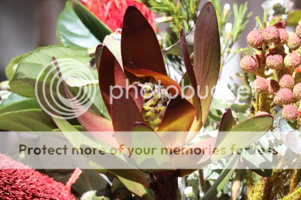 Some Native Flora and Fauna | Rabbits United