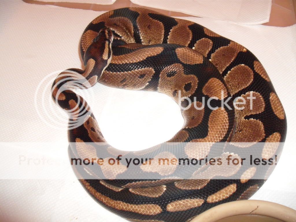 NE England - royal pythons for sale | Reptile Forums