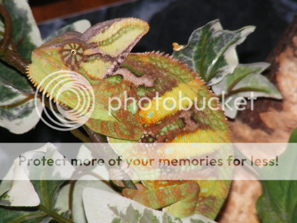 mickey and goofy | Reptile Forums